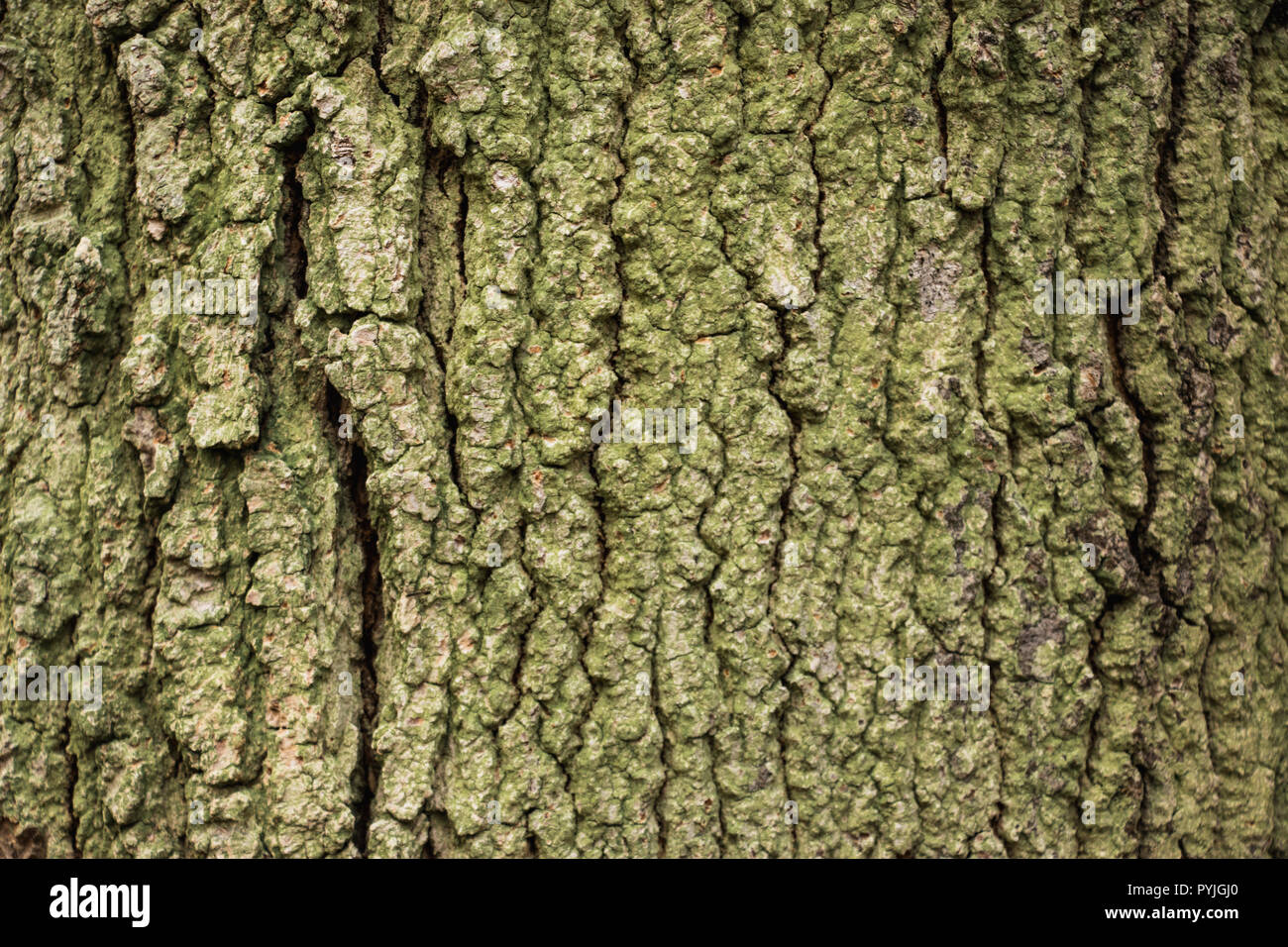 Tree bark with Green lichens - close-up texture Stock Photo - Alamy