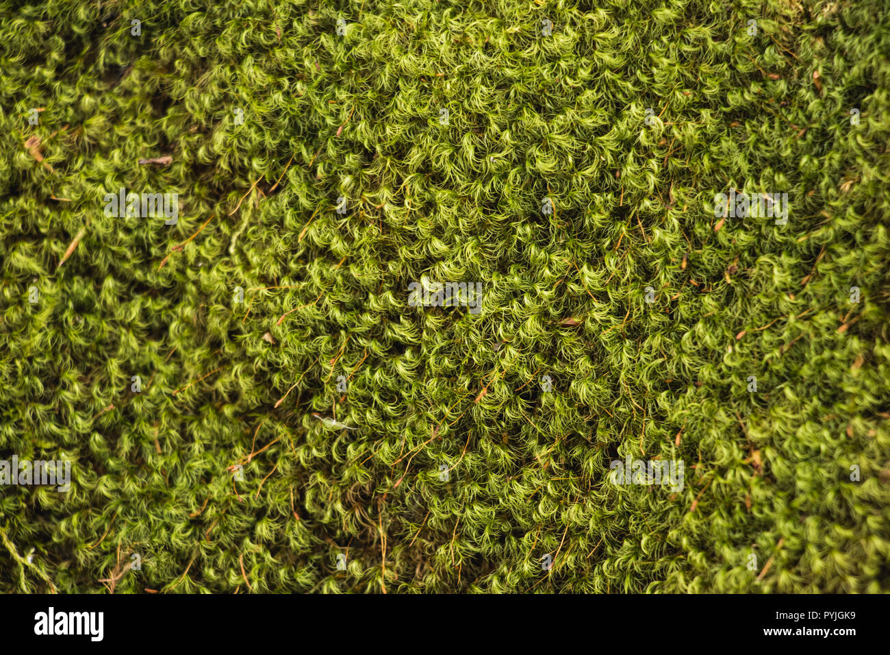 Moss texture hi-res stock photography and images - Alamy