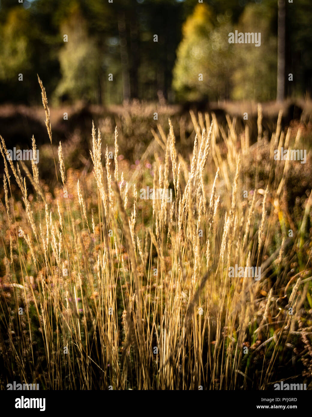 Trees in Wareham Woods on the Sika Trail Stock Photo - Alamy