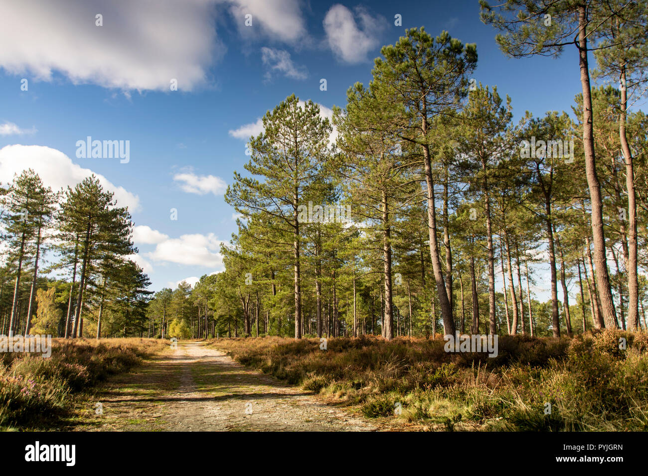 Trees in Wareham Woods on the Sika Trail Stock Photo - Alamy