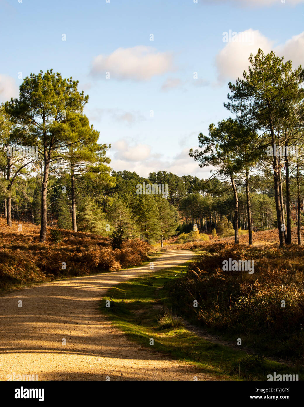 Trees in Wareham Woods on the Sika Trail Stock Photo - Alamy
