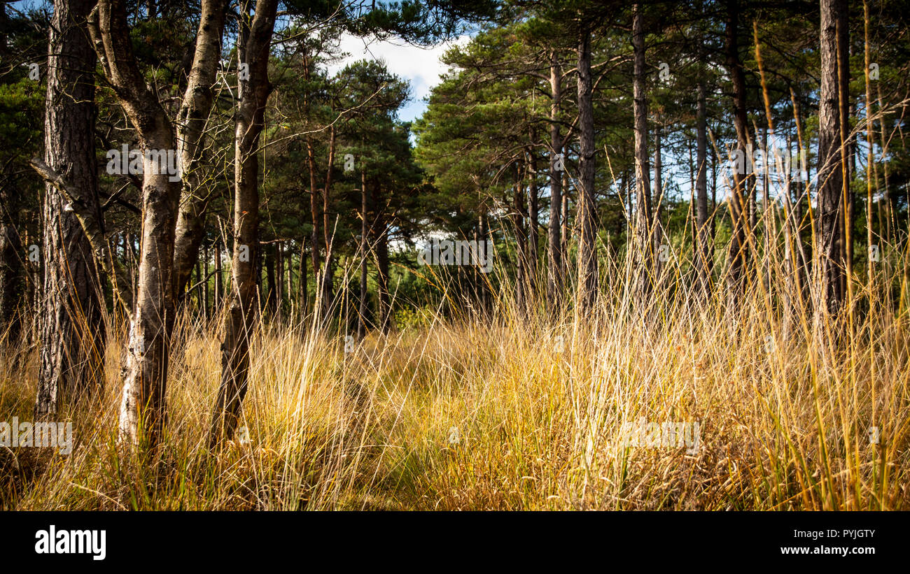 Trees in Wareham Woods on the Sika Trail Stock Photo - Alamy