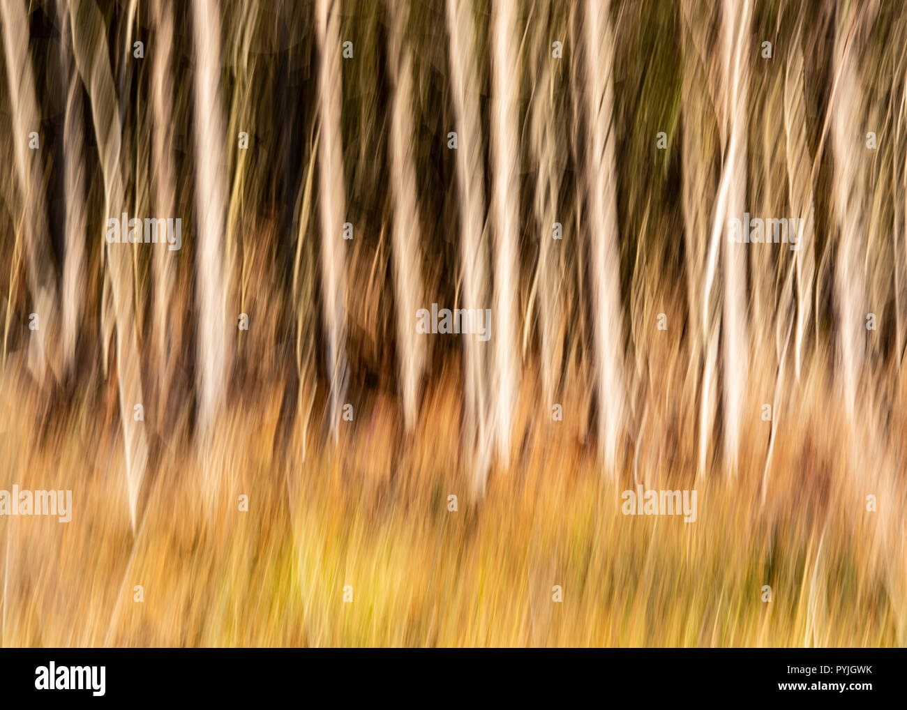Abstract ICM trees Stock Photo - Alamy