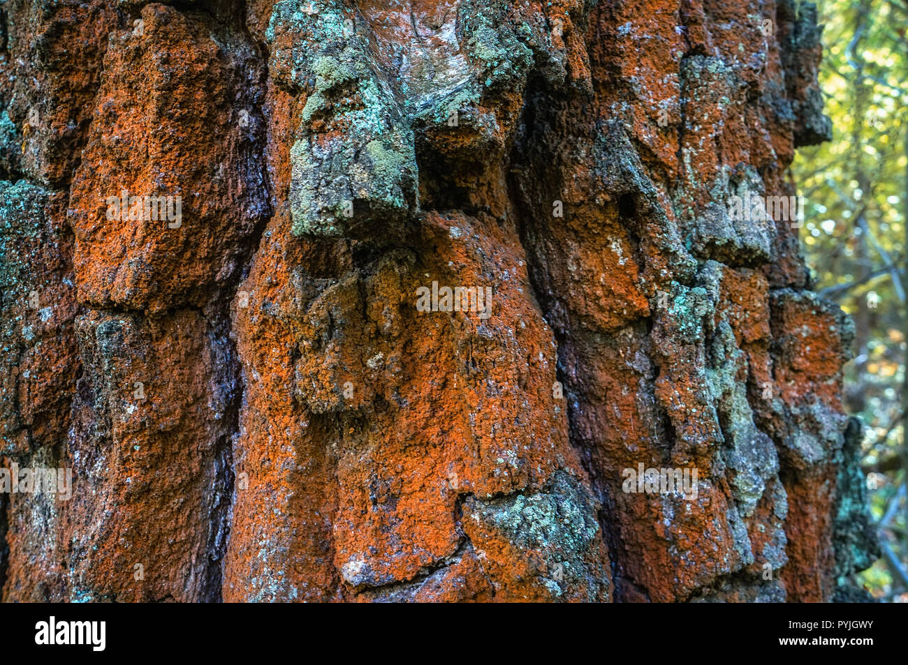 the surface of oak bark is macro texture of wood damaged by bark beetle ...