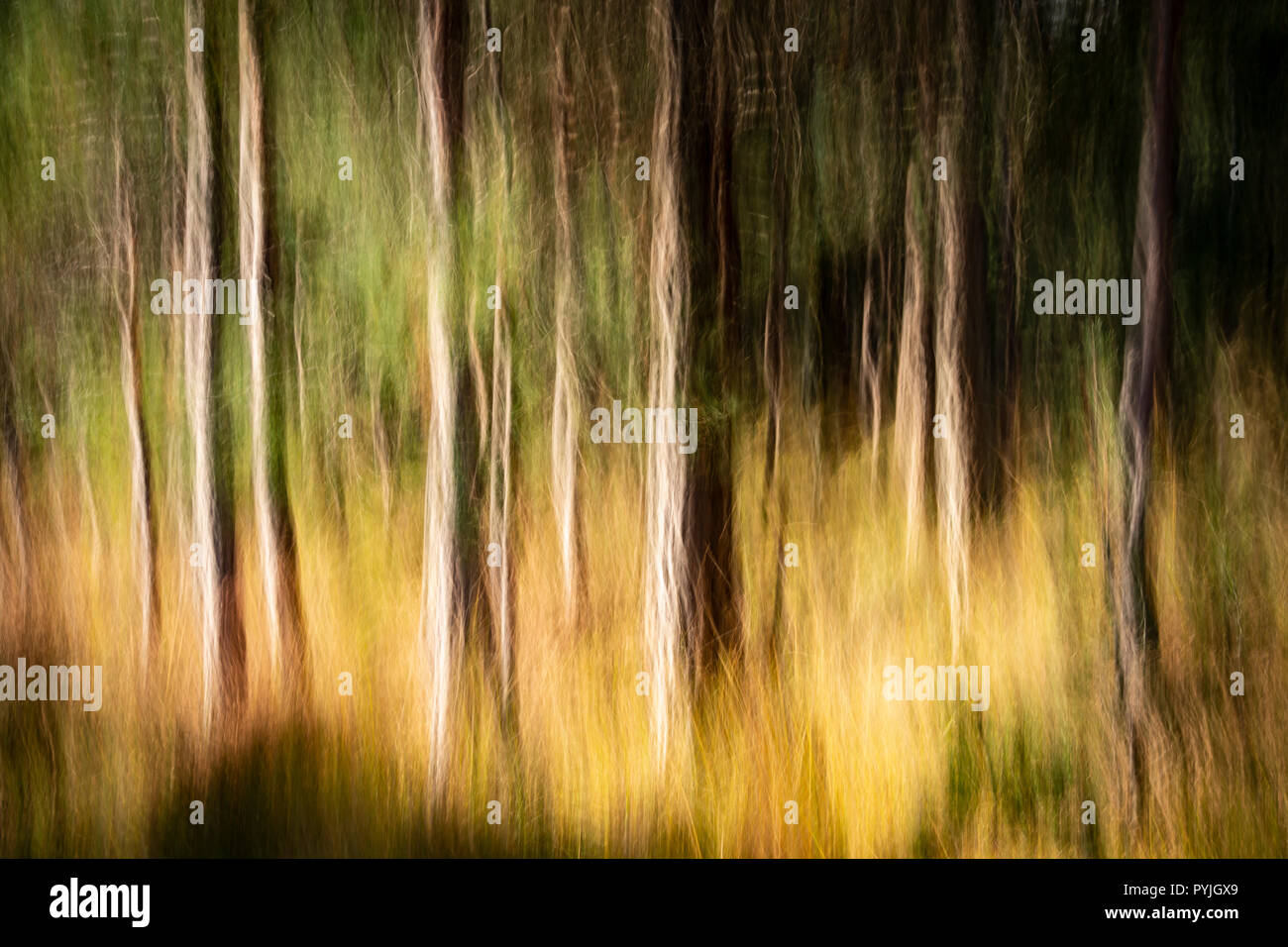 Abstract ICM trees Stock Photo - Alamy