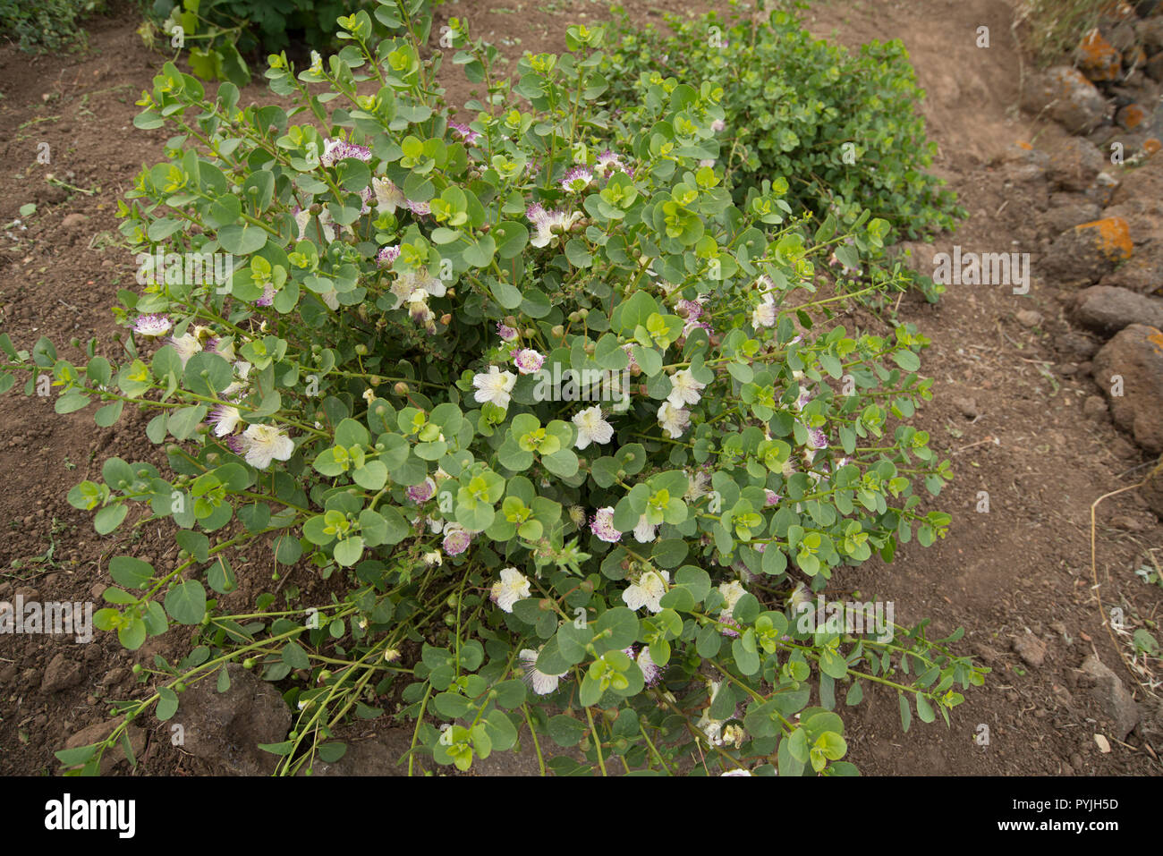 Drought plan hi-res stock photography and images - Alamy