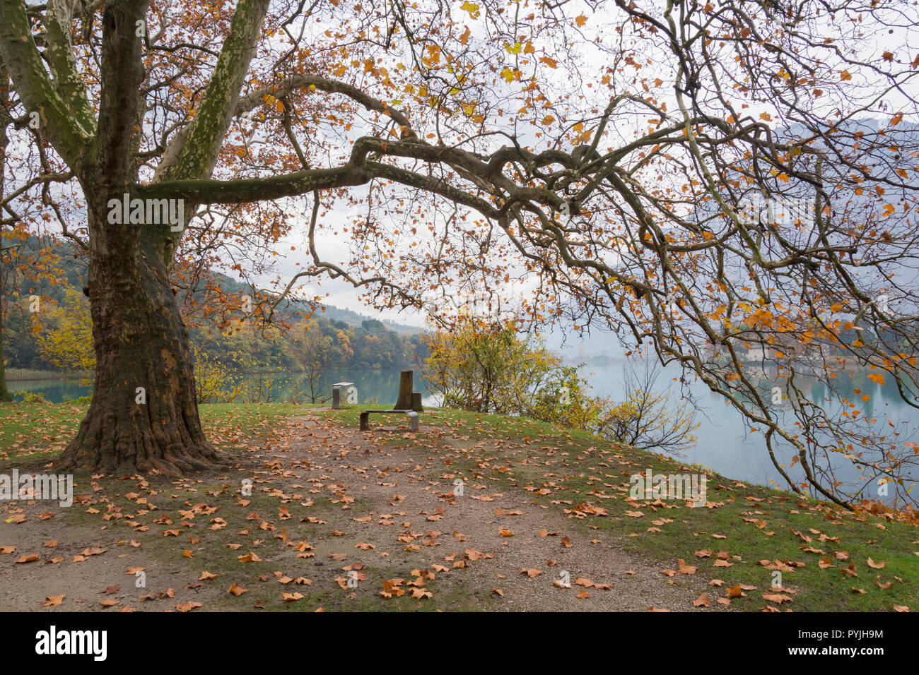 picture of tree near lake Stock Photo - Alamy