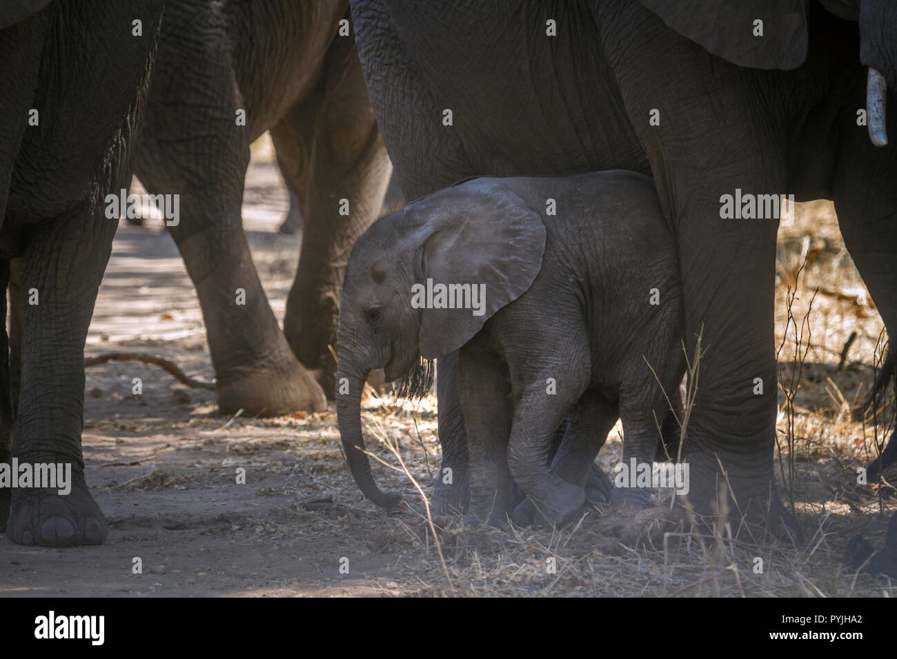 Baby elephant young vulnerable animal hi-res stock photography and ...