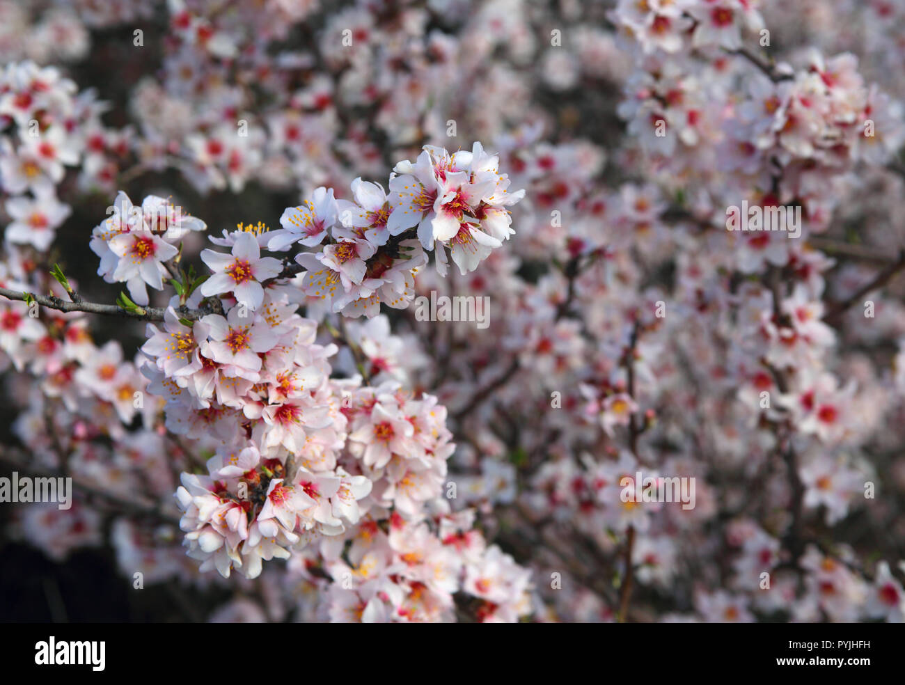 Almond Orchard In Bloom High Resolution Stock Photography and Images ...