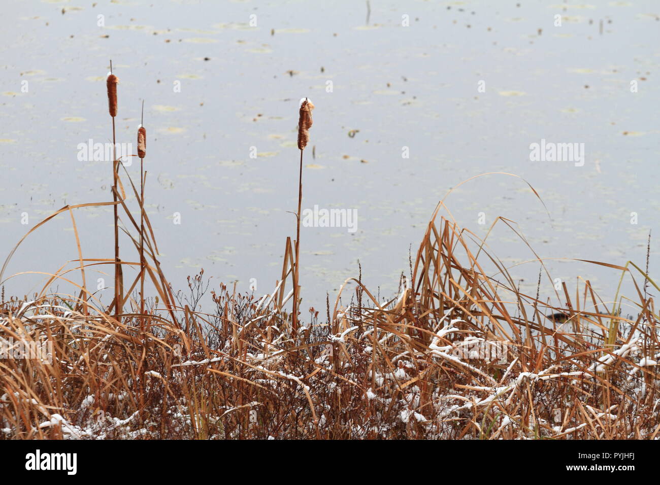 Bullrushes in winter hi-res stock photography and images - Alamy
