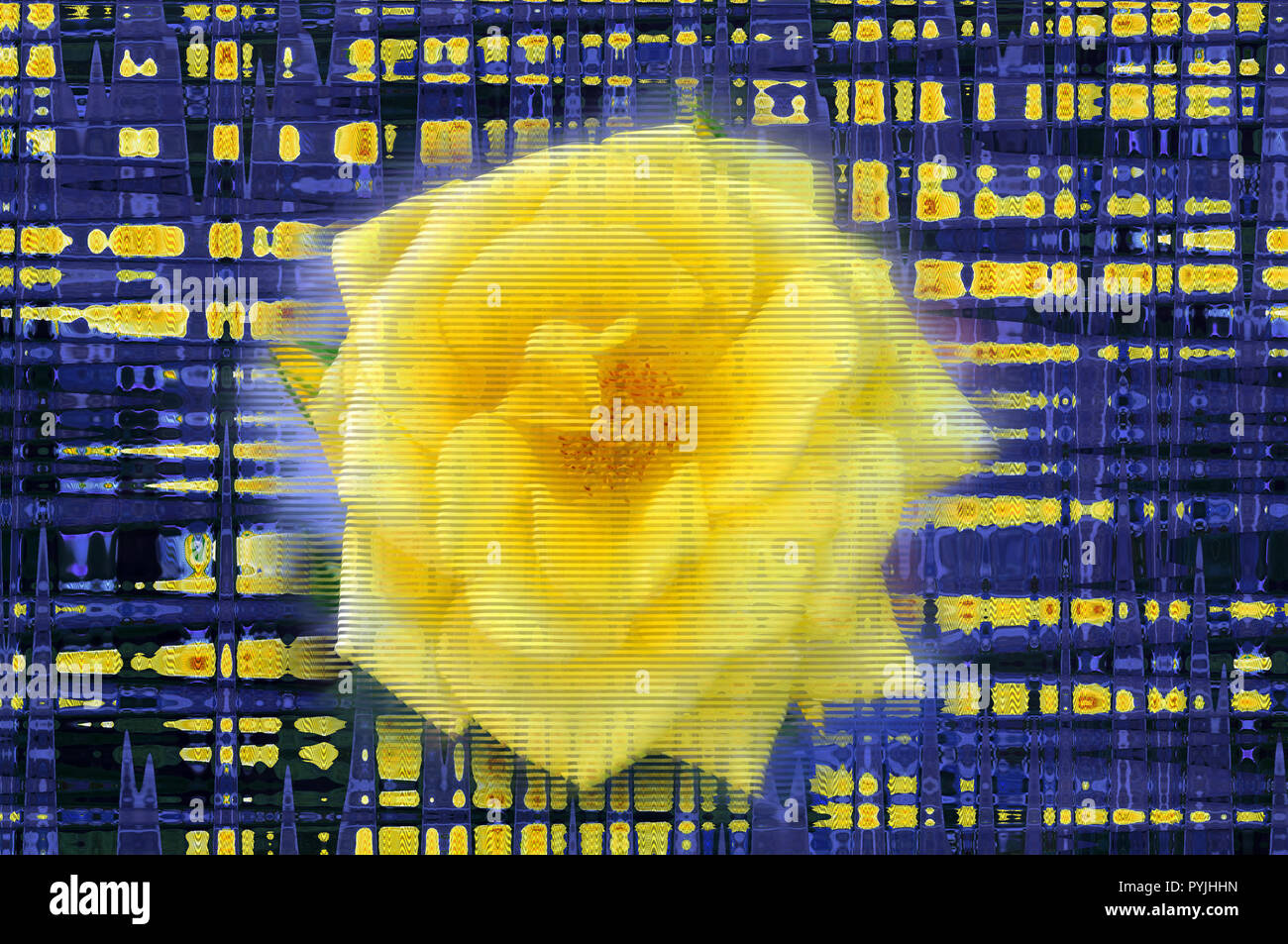 Big yellow rose with glitch effect, blue and yellow lines background ...