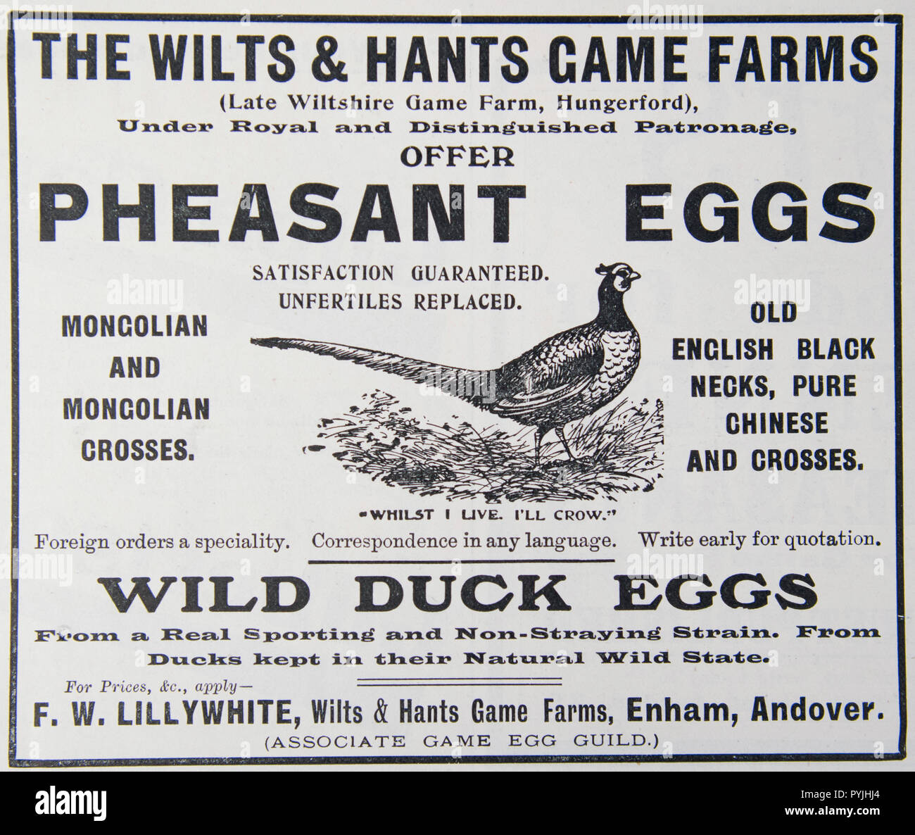 An old advert for Wilts & Hants Game Farms pheasant and duck eggs for ...
