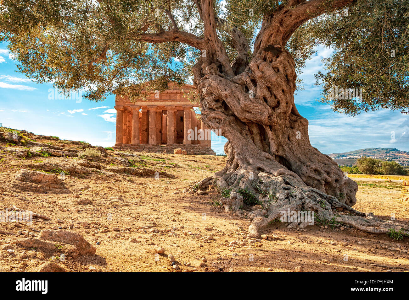 Ancient Greek Olive Tree