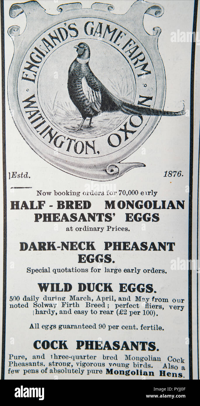 An old advert for England’s Game Farm selling pheasant and duck eggs ...