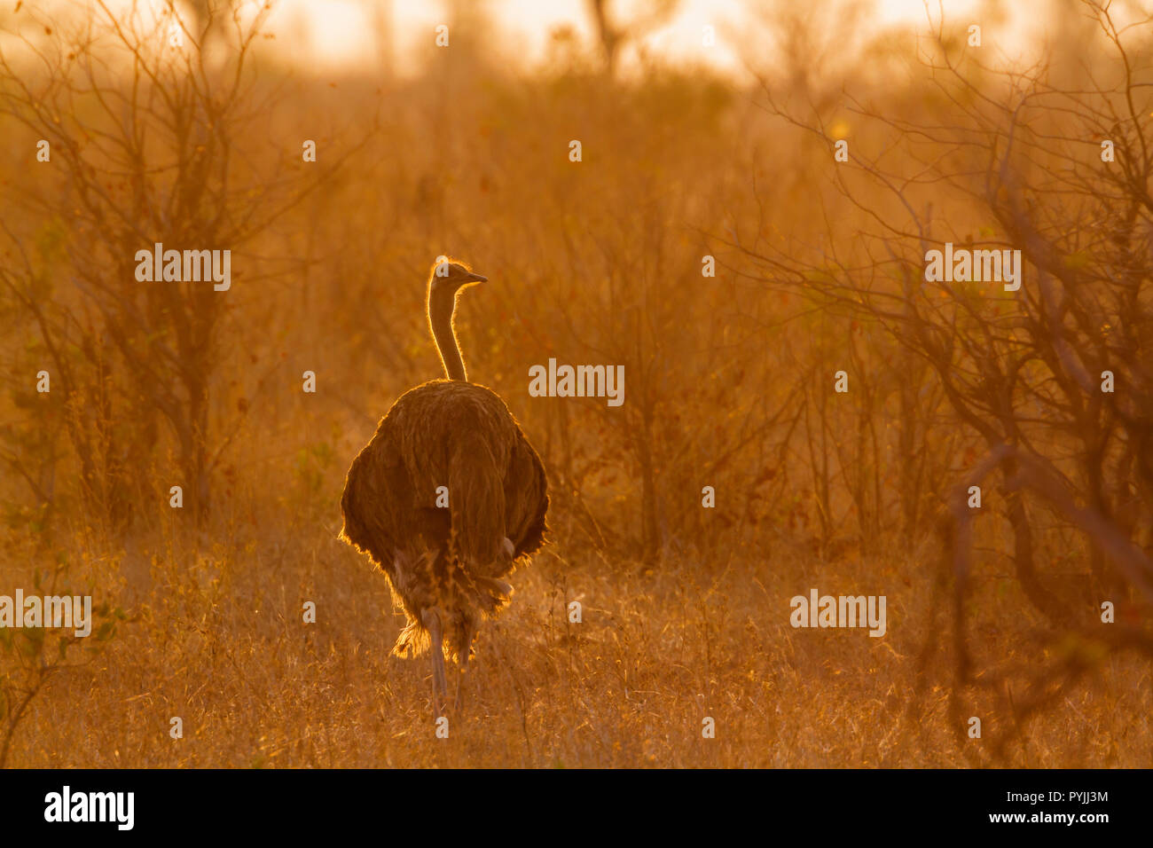 African Ostrich in Kruger National park, South Africa ; Specie Struthio ...