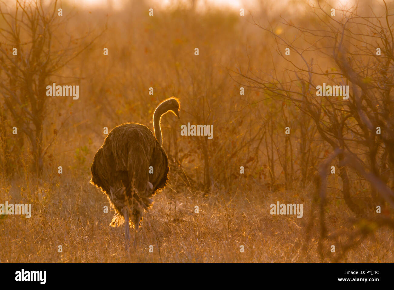 African Ostrich in Kruger National park, South Africa ; Specie Struthio ...