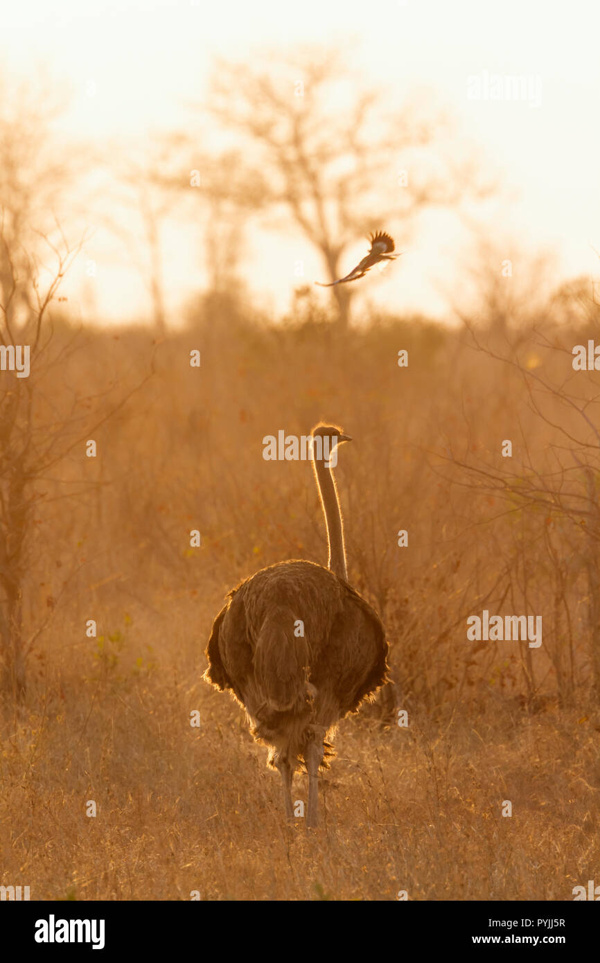 African Ostrich in Kruger National park, South Africa ; Specie Struthio ...