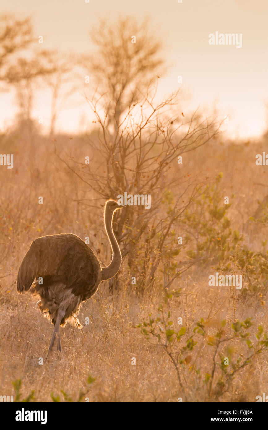 African Ostrich in Kruger National park, South Africa ; Specie Struthio ...