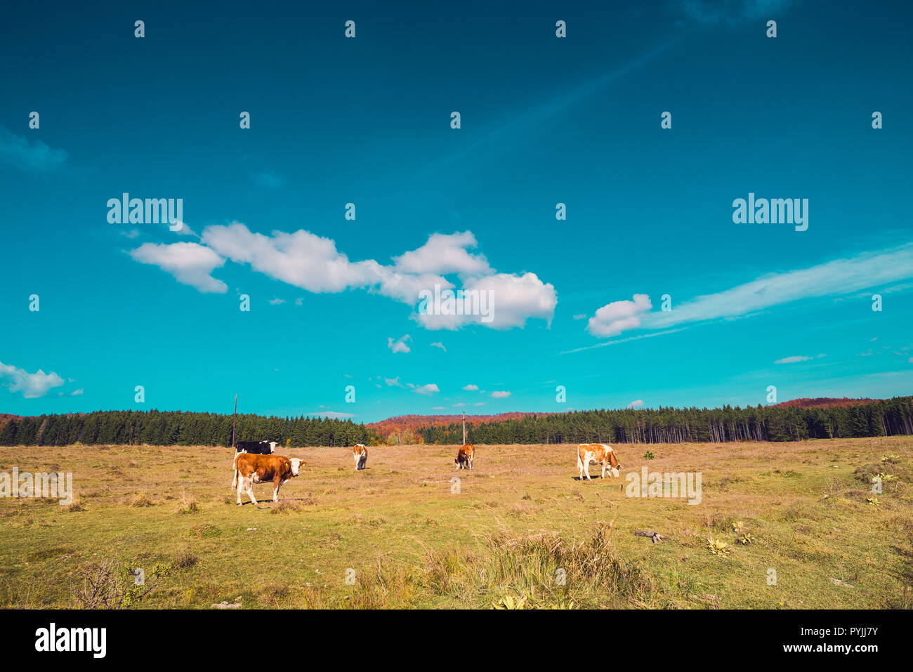 Field in nature hi-res stock photography and images - Alamy