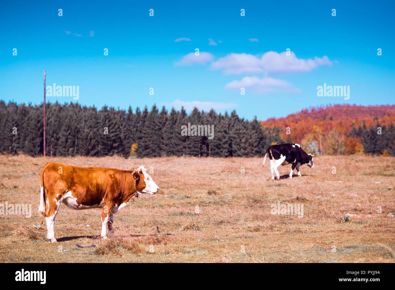 Serbian cow hi-res stock photography and images - Alamy
