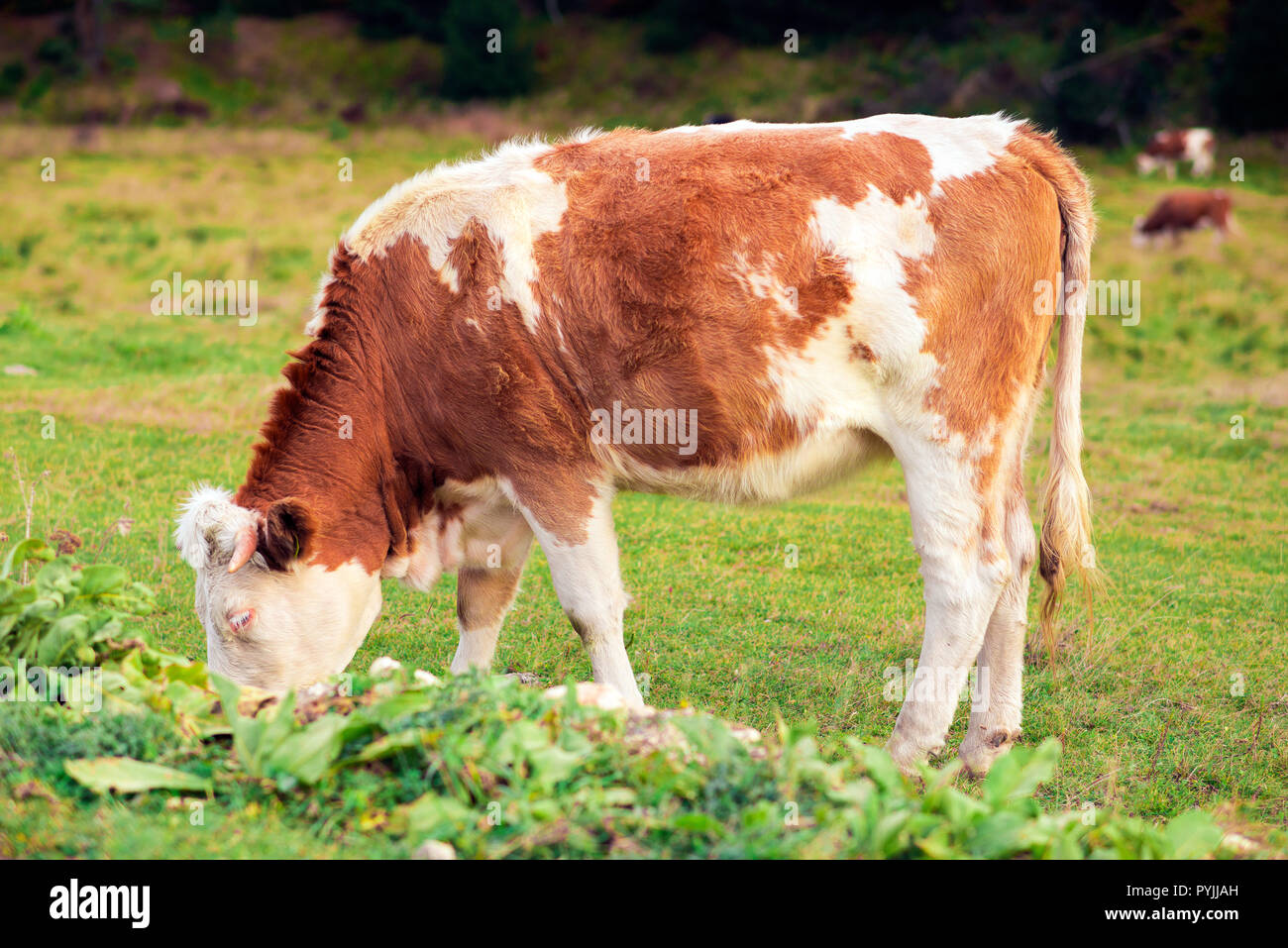 Serbian cow hi-res stock photography and images - Alamy