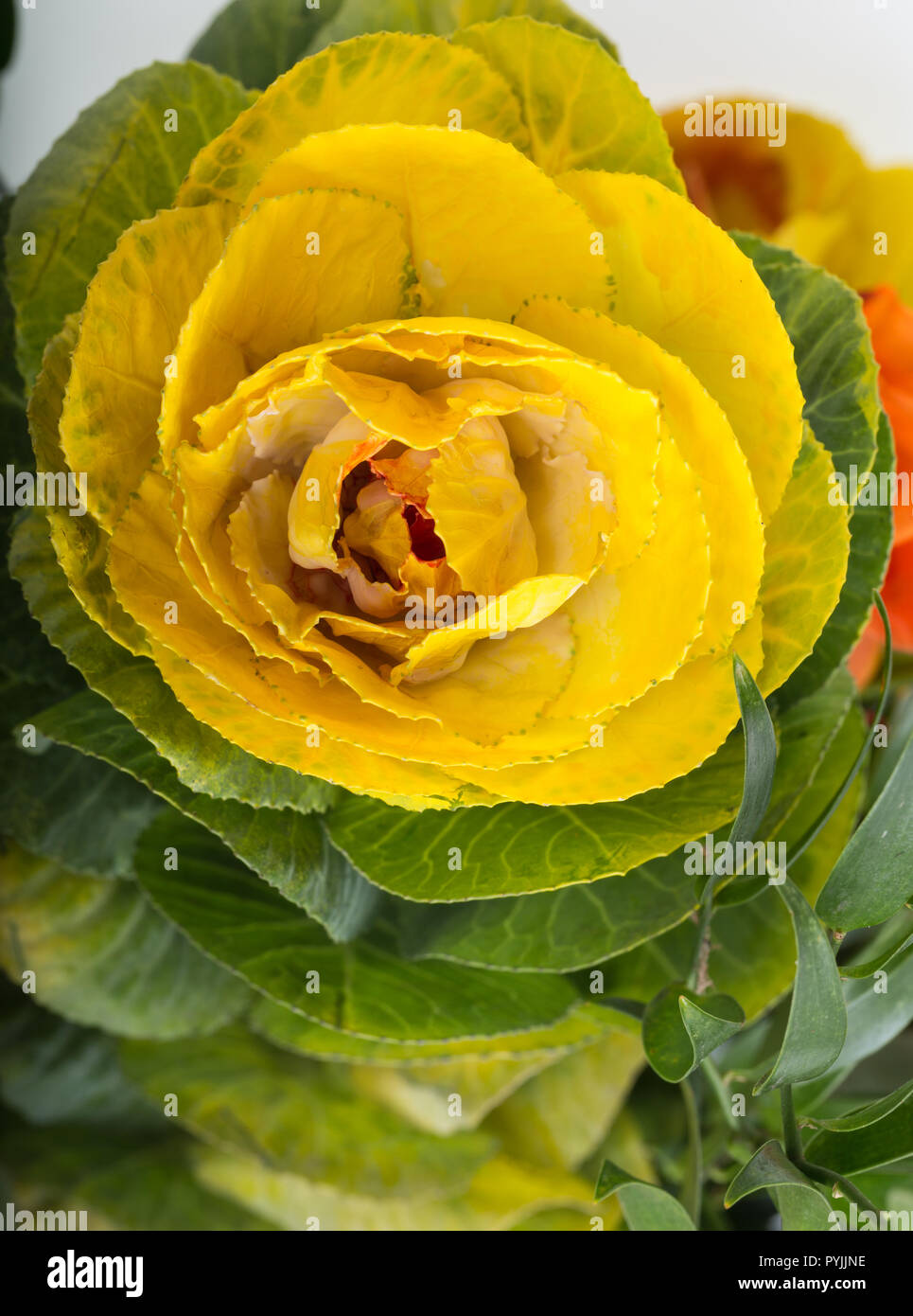 Ornamental kale with yellow, orange, and green leaves (Brassica ...