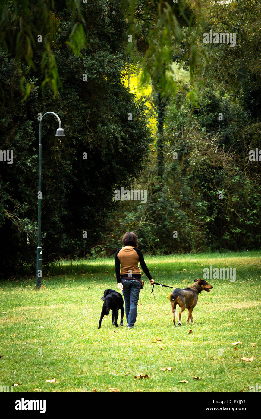 Back view of a woman walking two dogs in the park near a lamp Stock ...