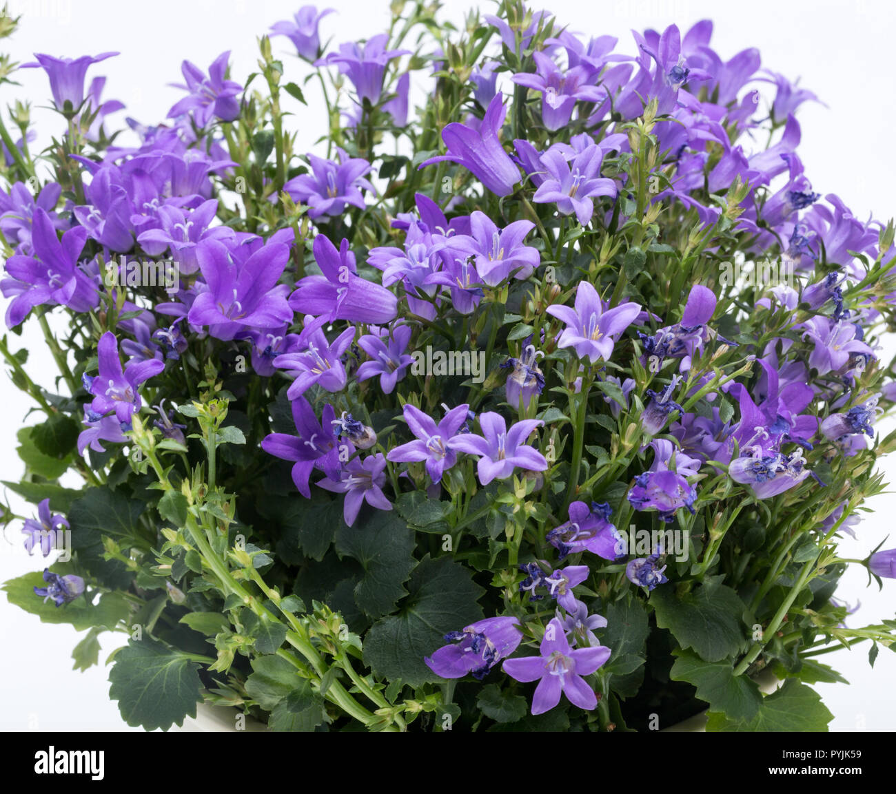 Beautiful vivid purple spring flower bush Dalmatian bellflower ...