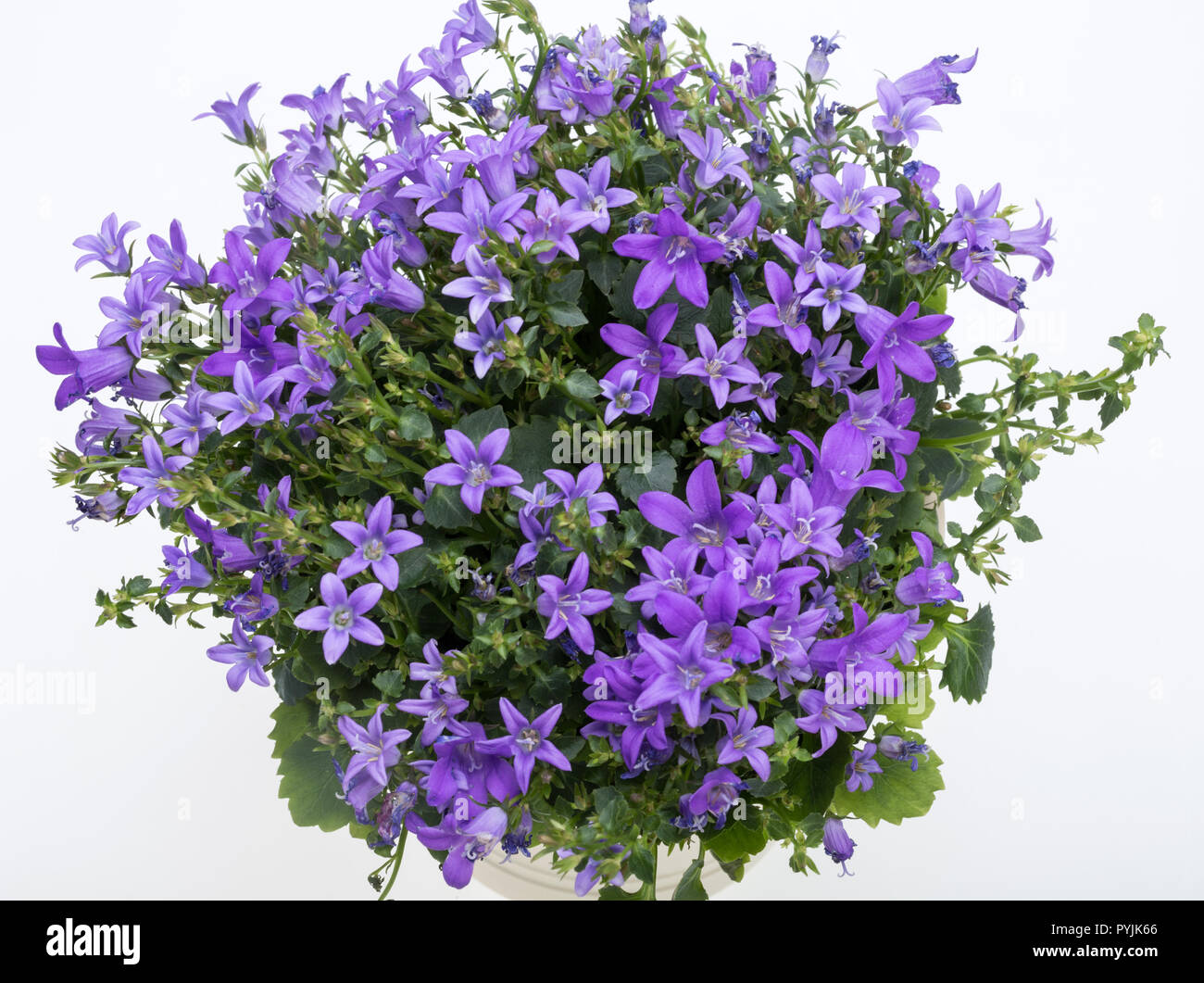Beautiful vivid purple spring flower bush Dalmatian bellflower ...