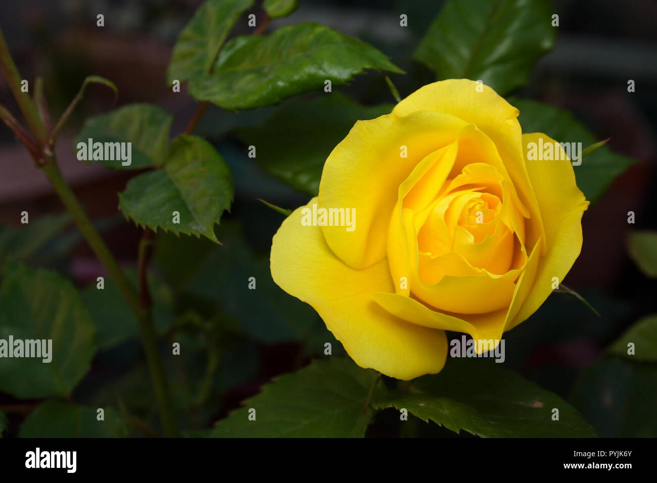 Friesia rose hi-res stock photography and images - Alamy