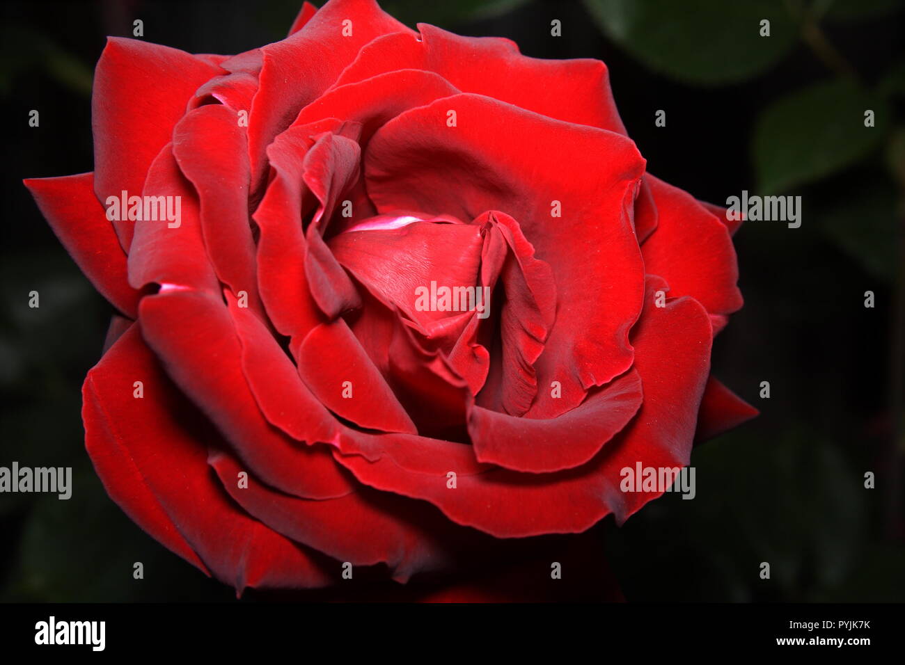 Rose dark hi-res stock photography and images - Alamy