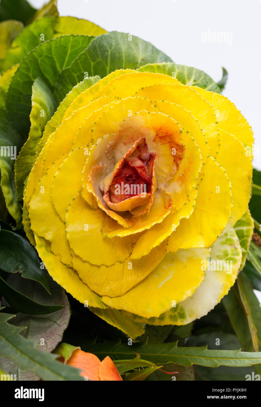 Kale bouquet hi-res stock photography and images - Alamy