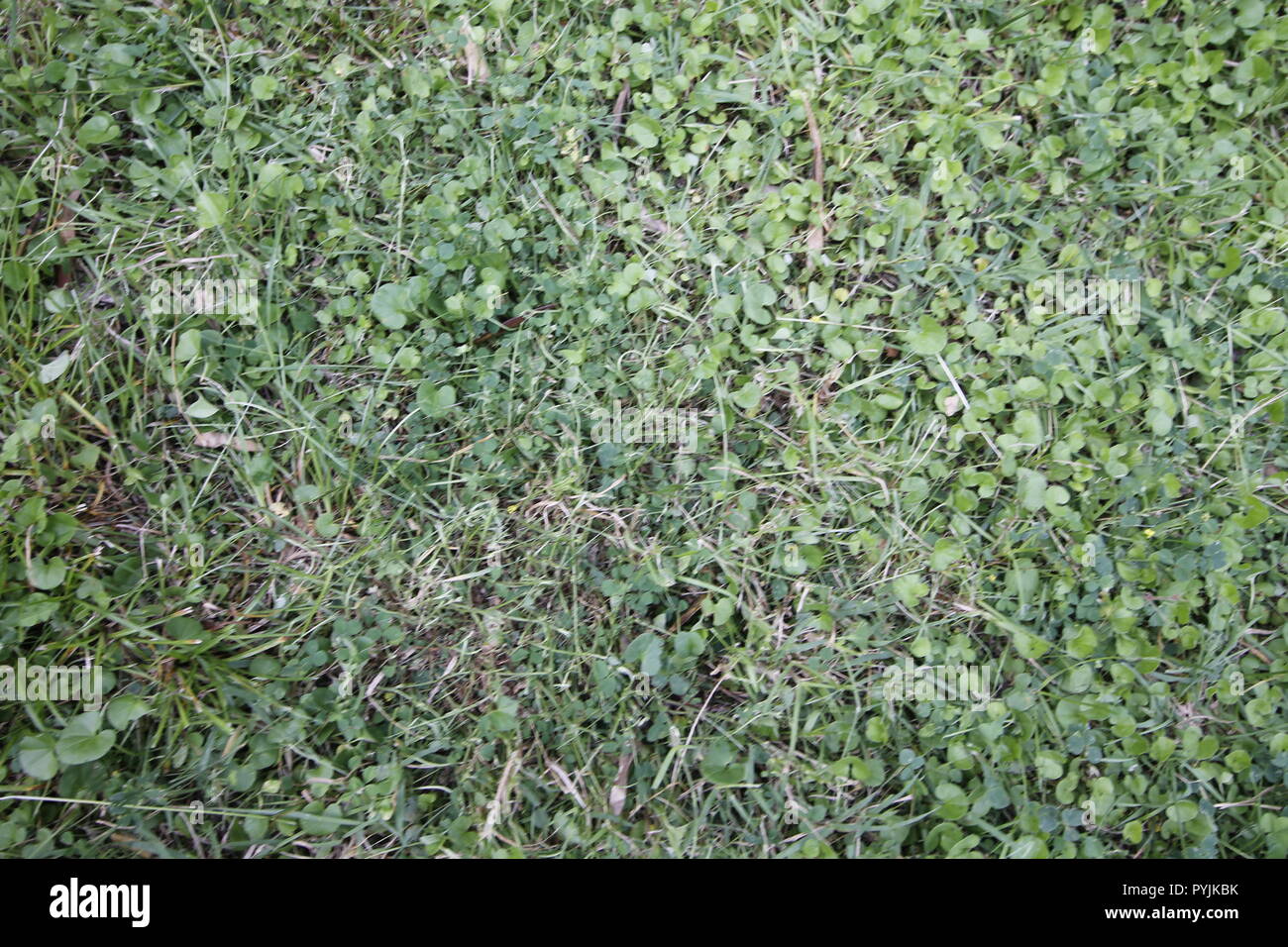 Beautiful green grass texture from golf course Stock Photo - Alamy