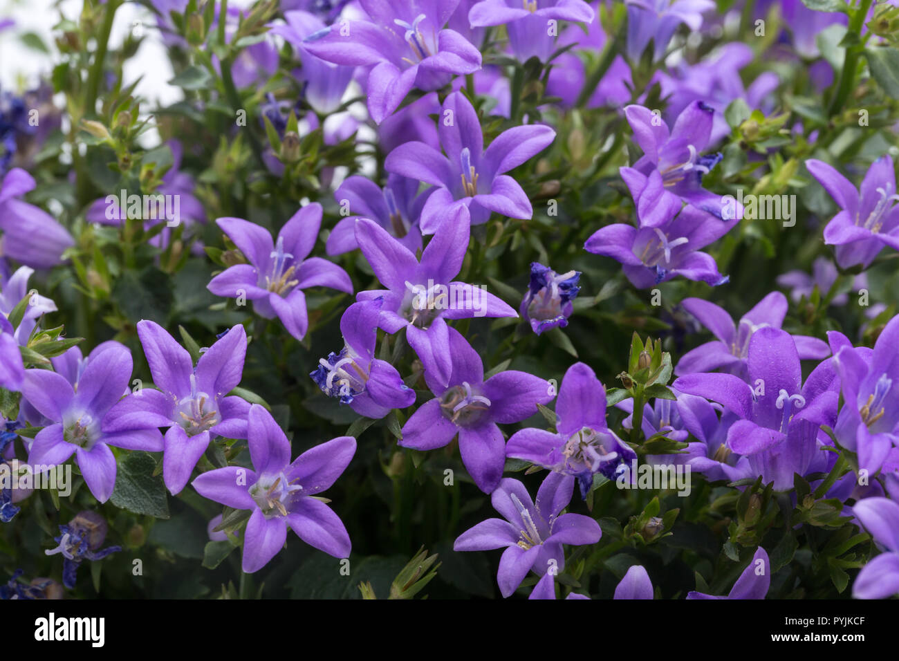 Beautiful vivid purple spring flower bush Dalmatian bellflower ...