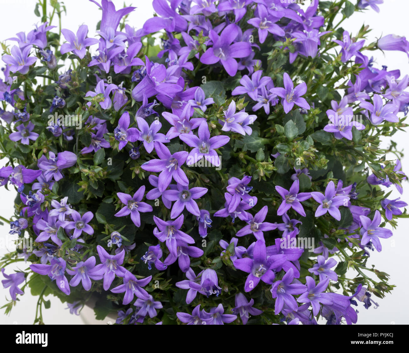 Beautiful vivid purple spring flower bush Dalmatian bellflower ...