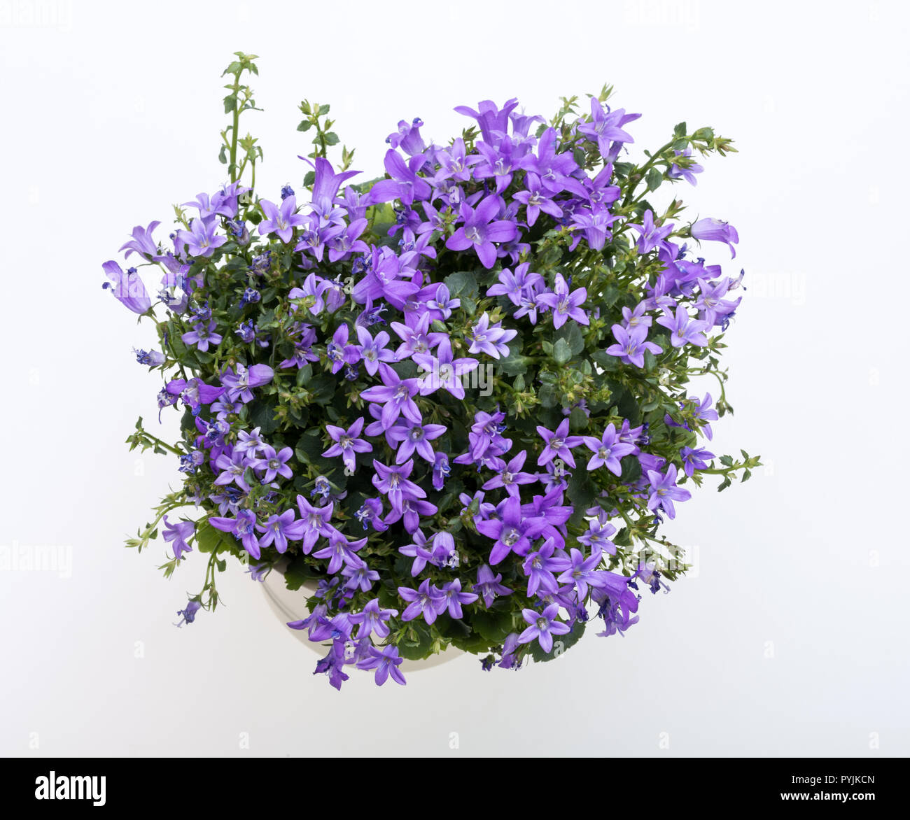 Beautiful vivid purple spring flower bush Dalmatian bellflower ...