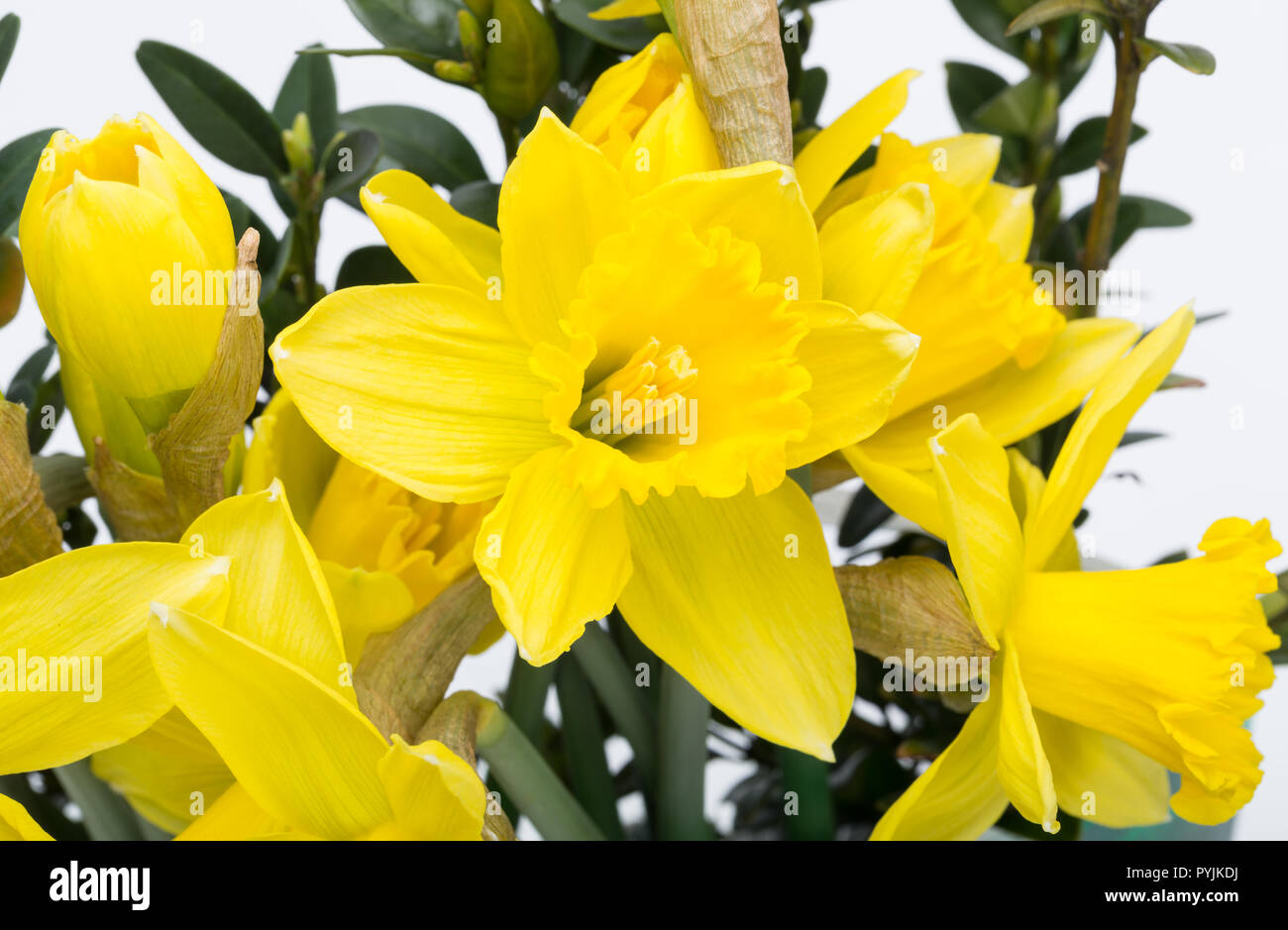 Yellow jonquil flowers isolated on white background Stock Photo - Alamy