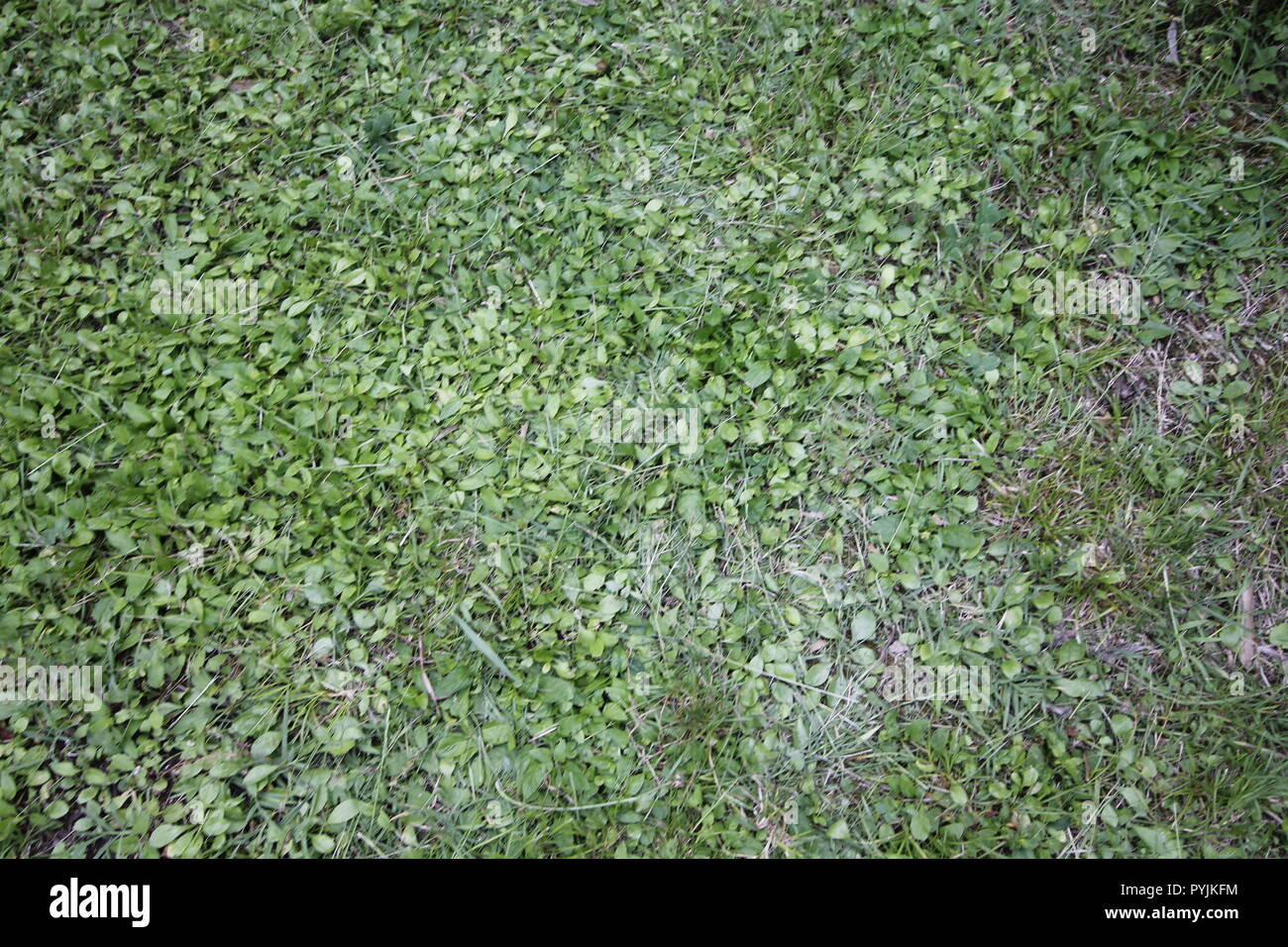 Beautiful green grass texture from golf course Stock Photo - Alamy