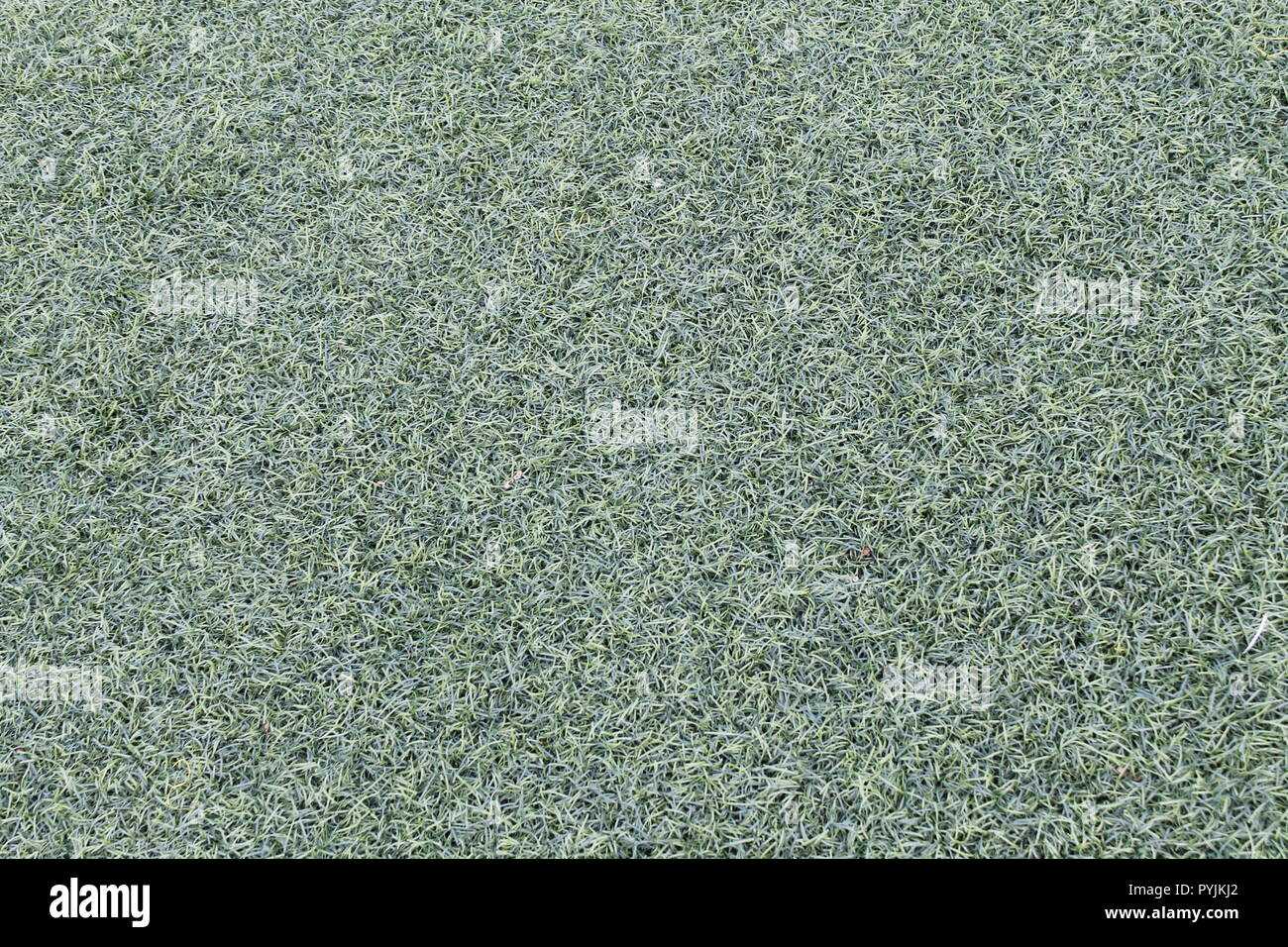 Beautiful green grass texture from golf course Stock Photo - Alamy