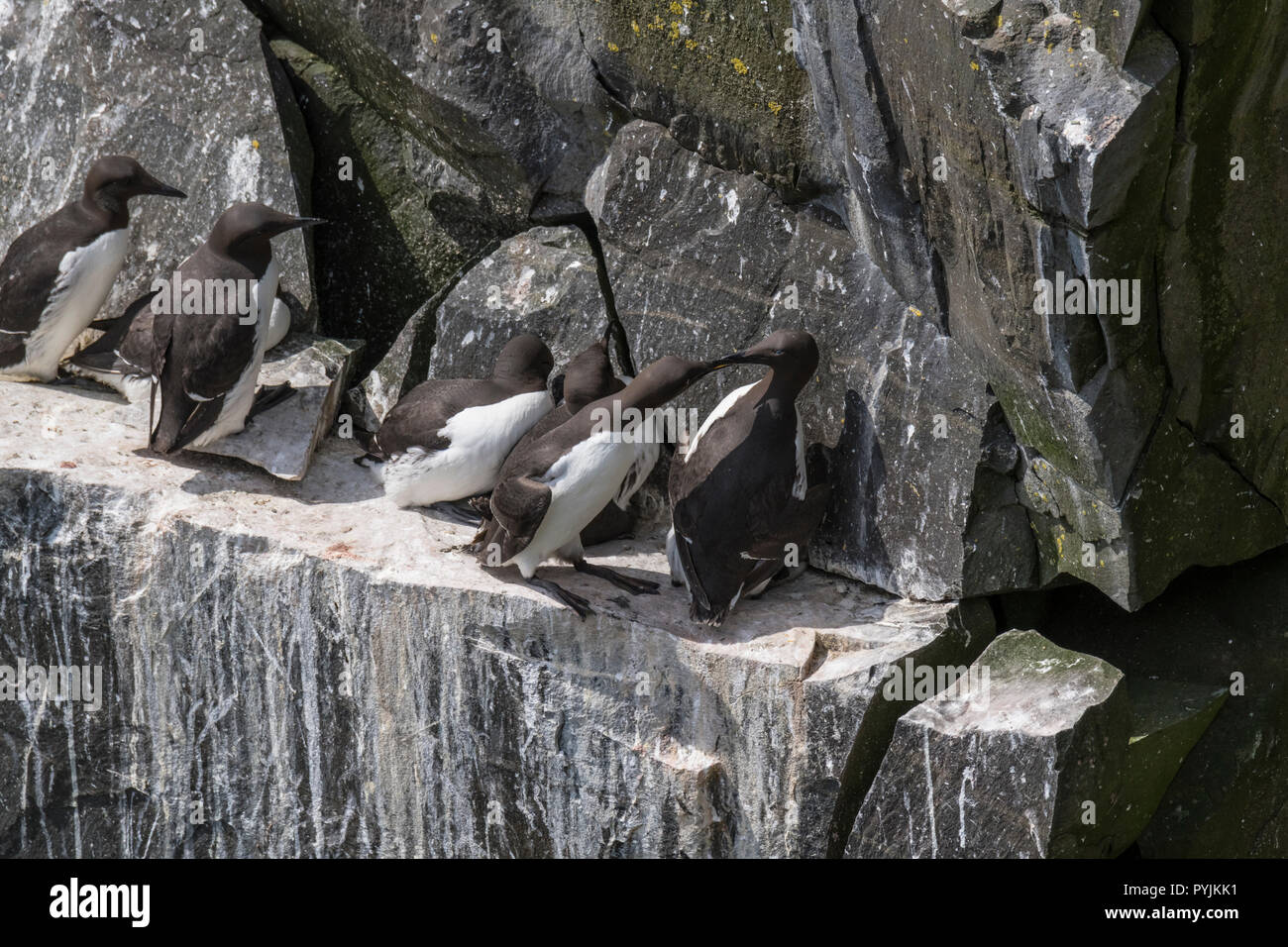 Common murre at Cape St. Mary's Ecological Reserve, nesting on rocks on ...