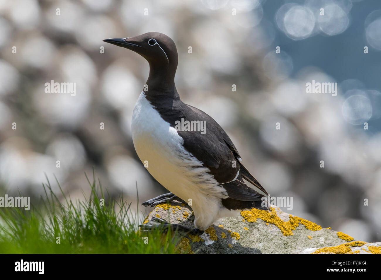 Murre baby hi-res stock photography and images - Alamy