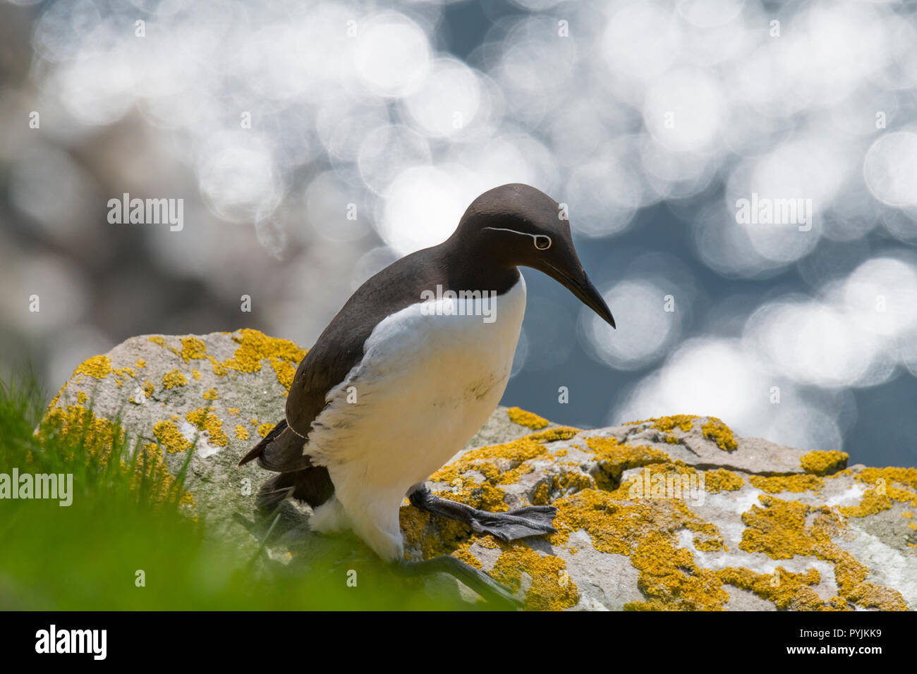Common murre at Cape St. Mary's Ecological Reserve, nesting on rocks on ...