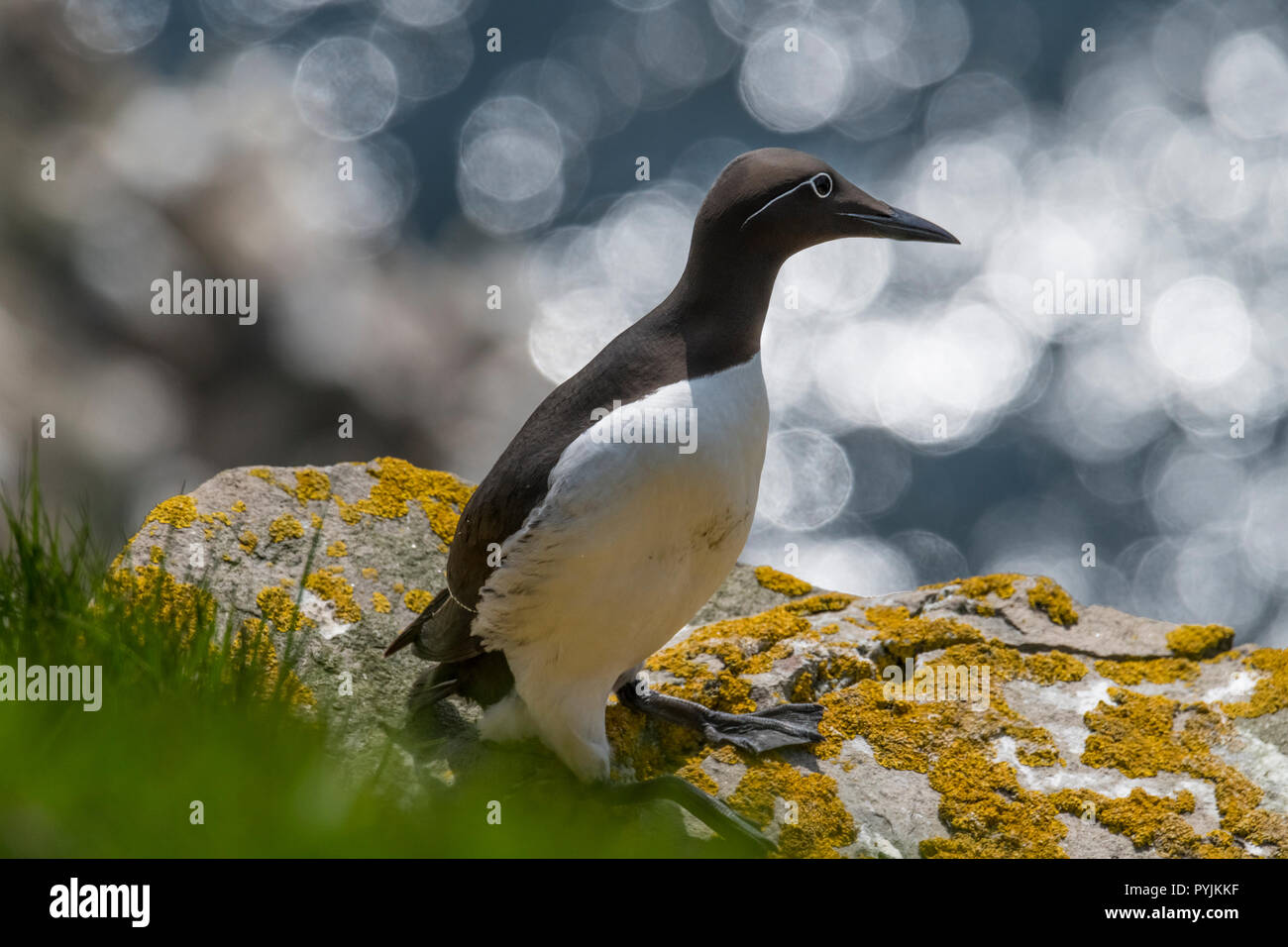 Common murre at Cape St. Mary's Ecological Reserve, nesting on rocks on ...