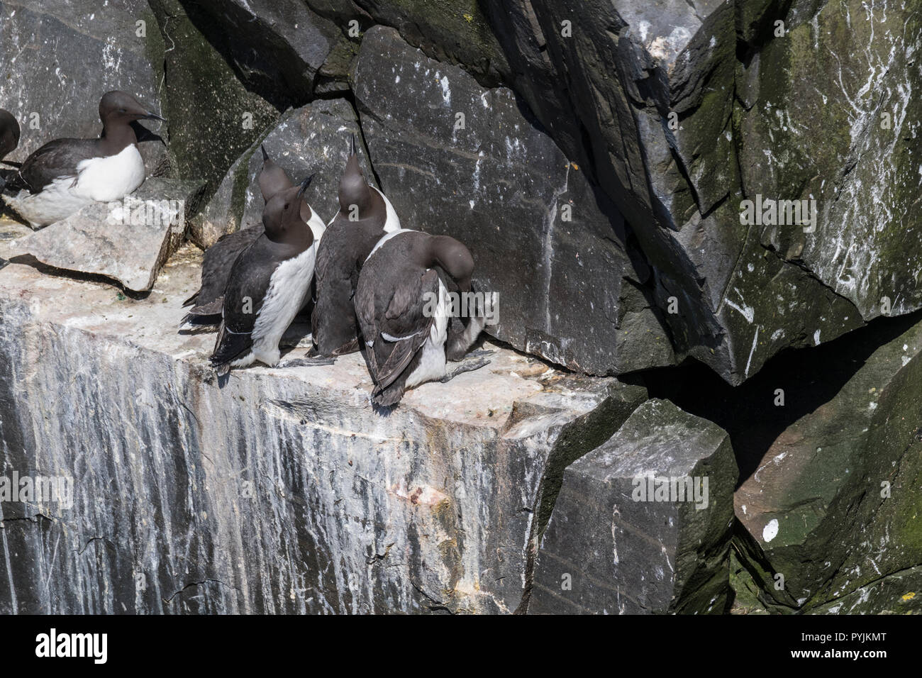 Common murre at Cape St. Mary's Ecological Reserve, nesting on rocks on ...