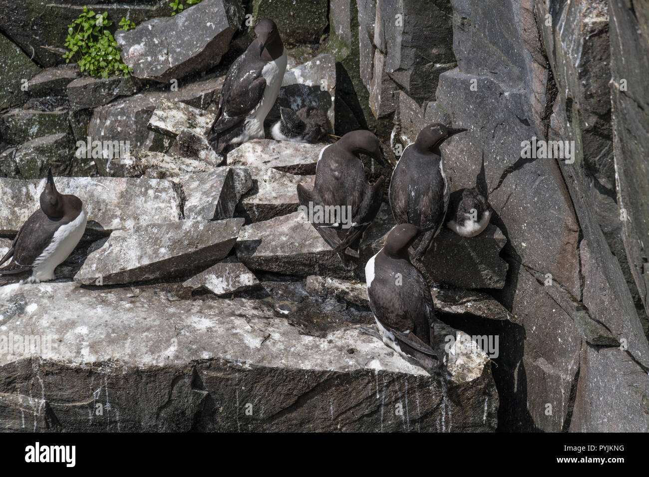 Common murre at Cape St. Mary's Ecological Reserve, nesting on rocks on ...
