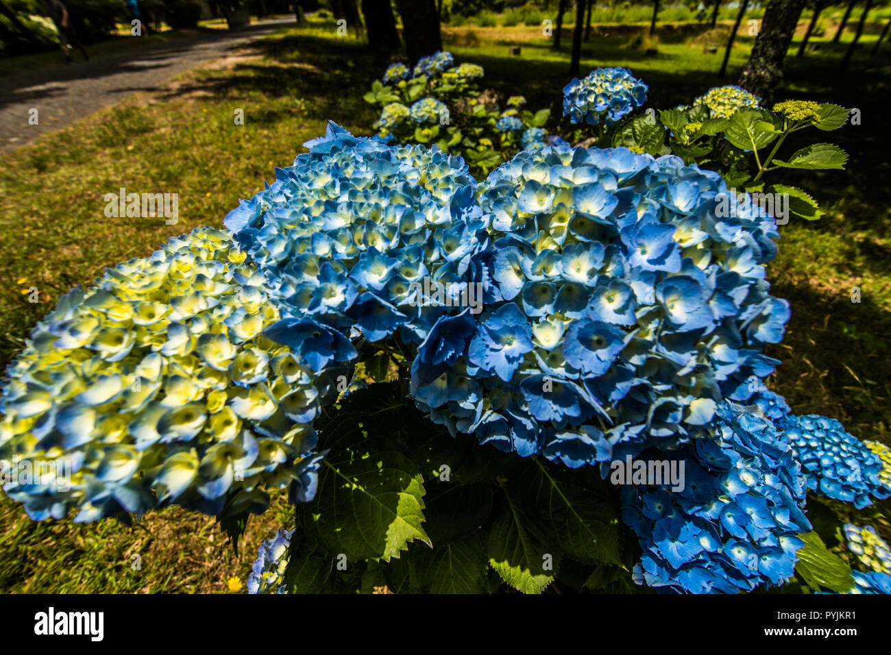 Flores, hydrangea wild field azores portugal Stock Photo - Alamy