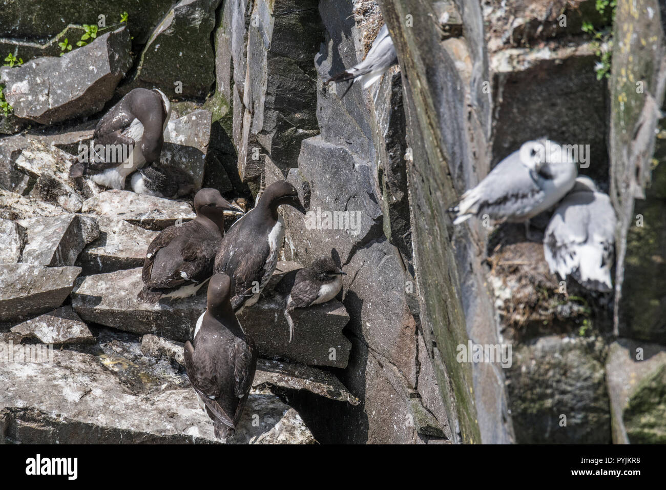 Common murre at Cape St. Mary's Ecological Reserve, nesting on rocks on ...