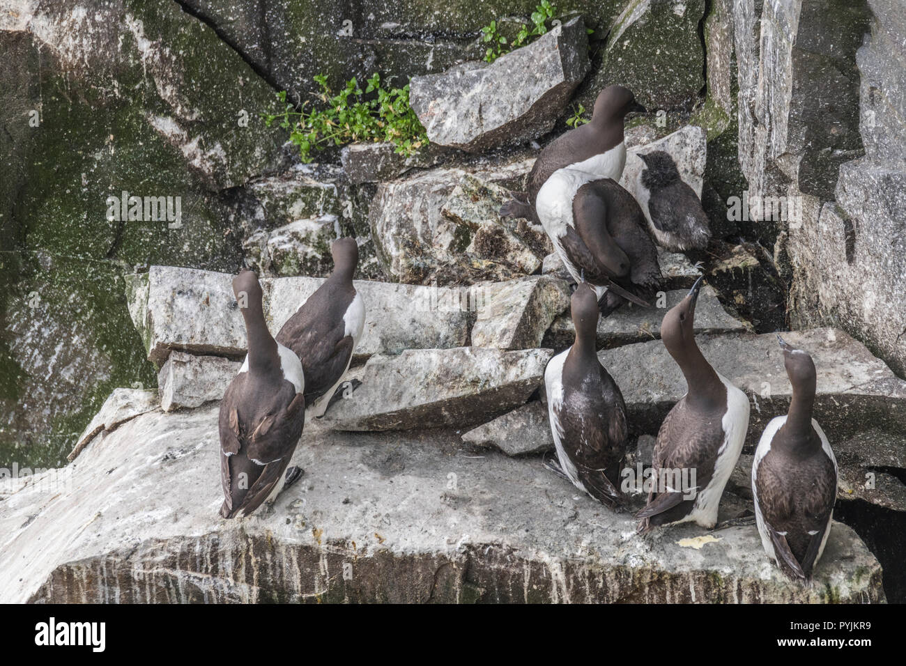 Common murre at Cape St. Mary's Ecological Reserve, nesting on rocks on ...