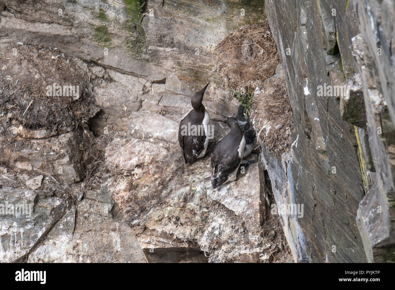 Common murre at Cape St. Mary's Ecological Reserve, nesting on rocks on ...