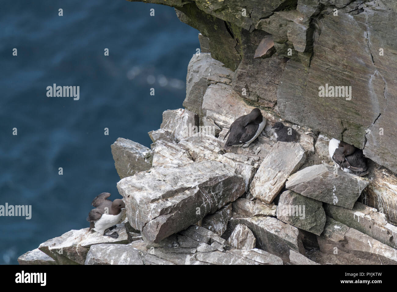 Common murre at Cape St. Mary's Ecological Reserve, nesting on rocks on ...